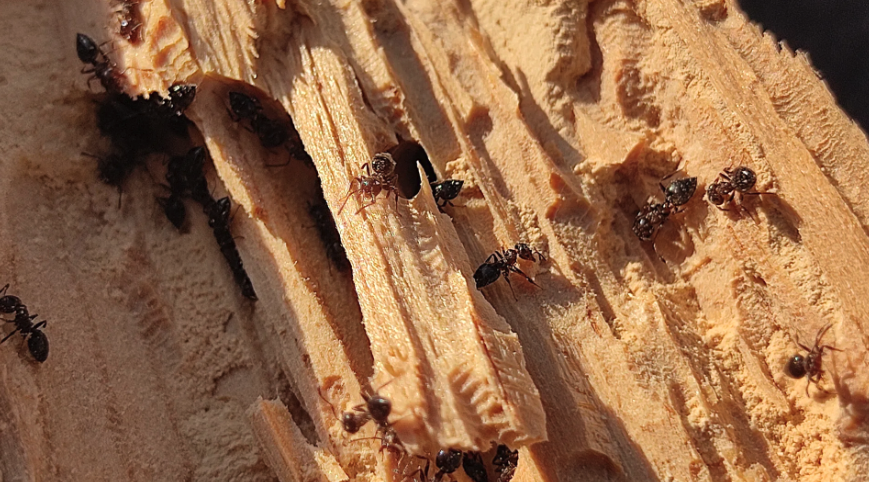 Home Infestations: What Critters Cause the Most Damage and How to ...
