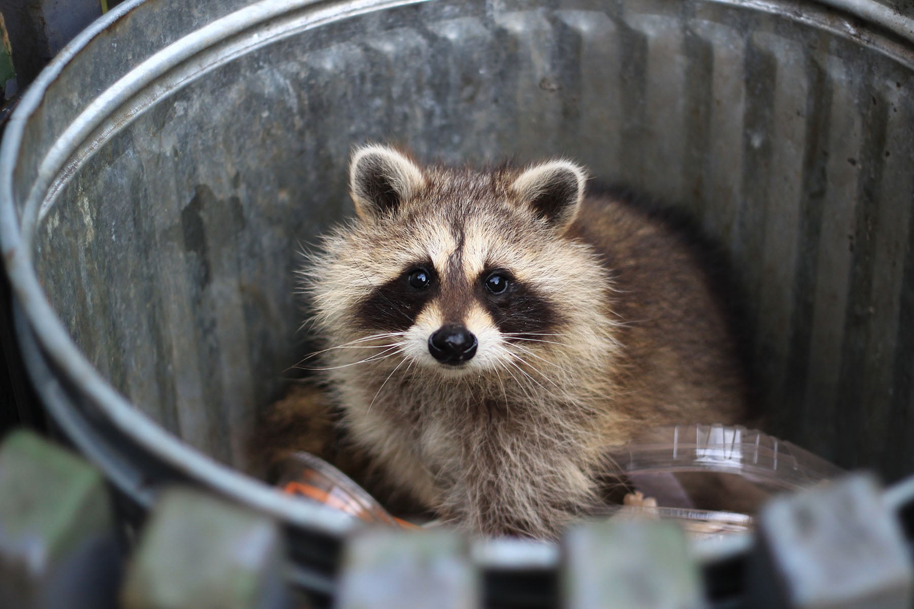 Homeowners Insurance and Animal Damage | The Zebra